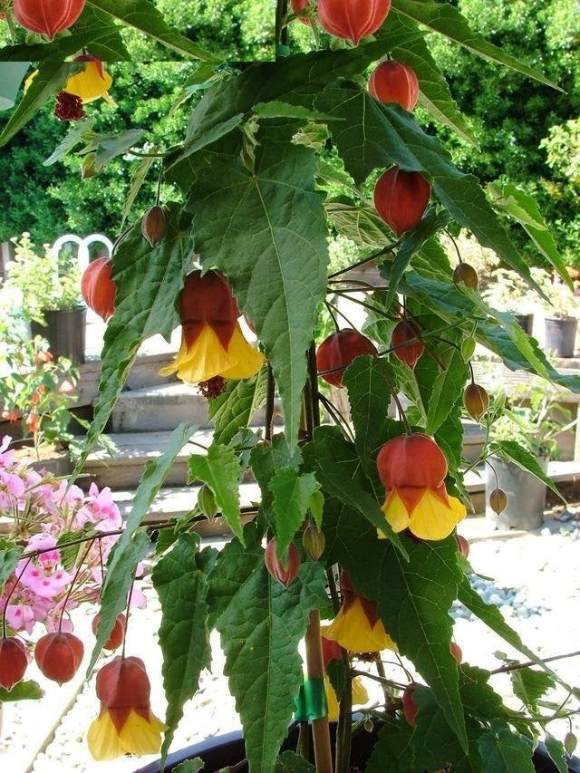 Abutilon – Mimosa Nursery