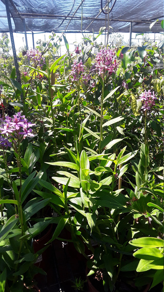 Purple Epidendrum Orchid Plants - 1 Feet Tall - Ship in 3" Pot – Mimosa ...