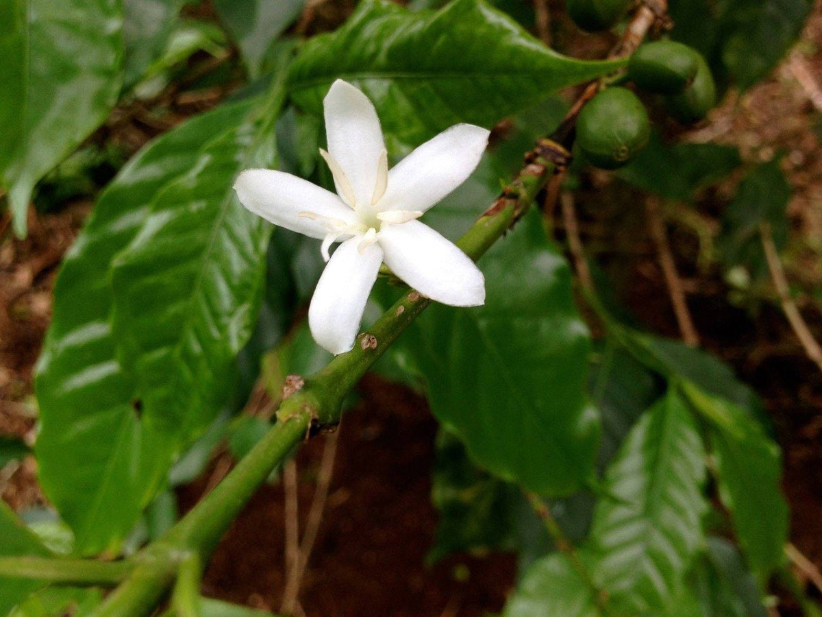 Coffee Bean Plant - Coffea Arabica - 2 to 3 plants in 3" Pot – Mimosa ...