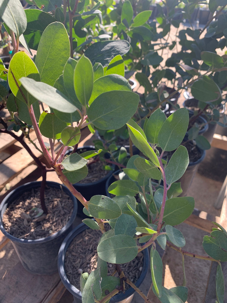 Dr.hurd arctistaphylos manzanita ship in 6" pot – Mimosa Nursery