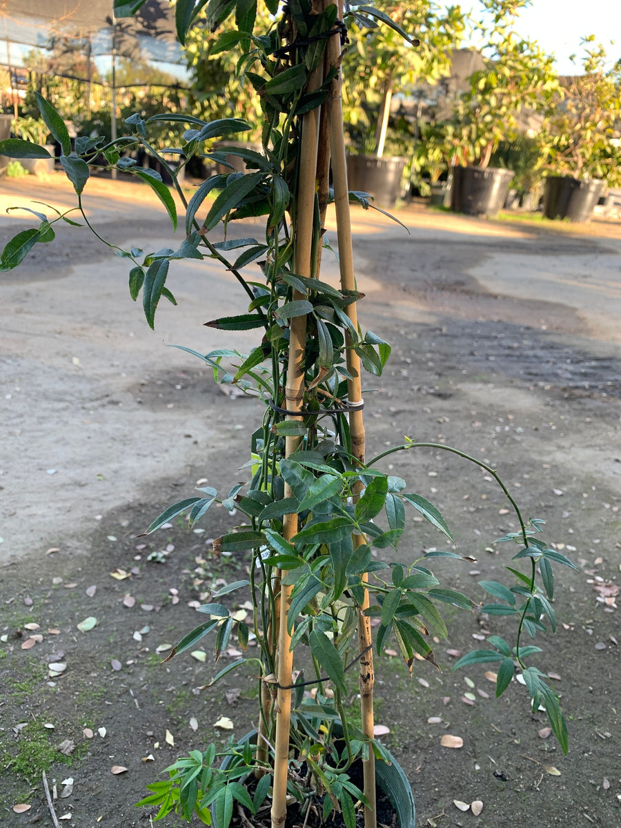 White lady banks climbing rose – Mimosa Nursery