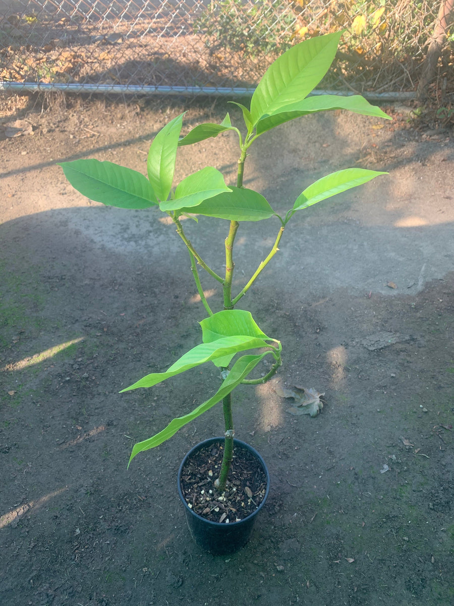 White champaca live plant 1 to 2 feet ship in 6" pot – Mimosa Nursery