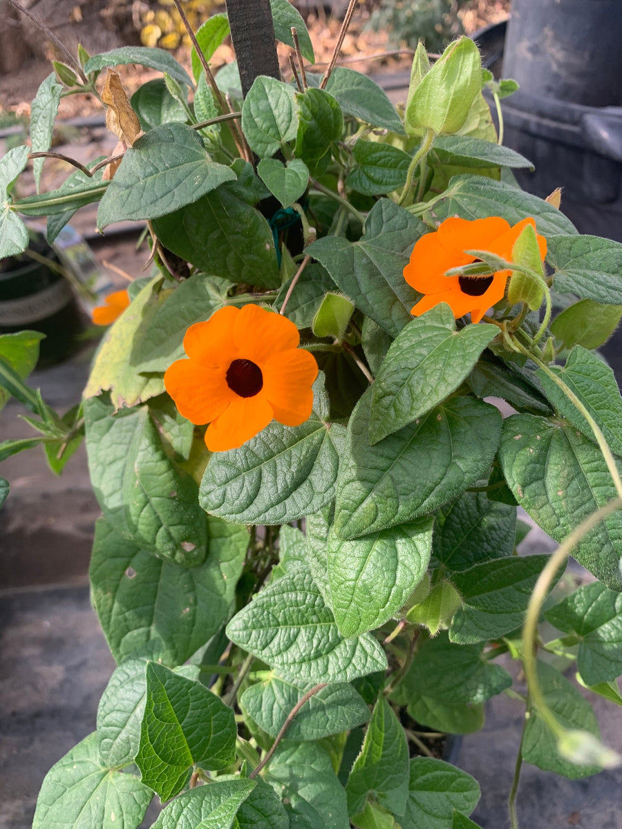 Orange thunbergia alata vine ship in 6" pot – Mimosa Nursery