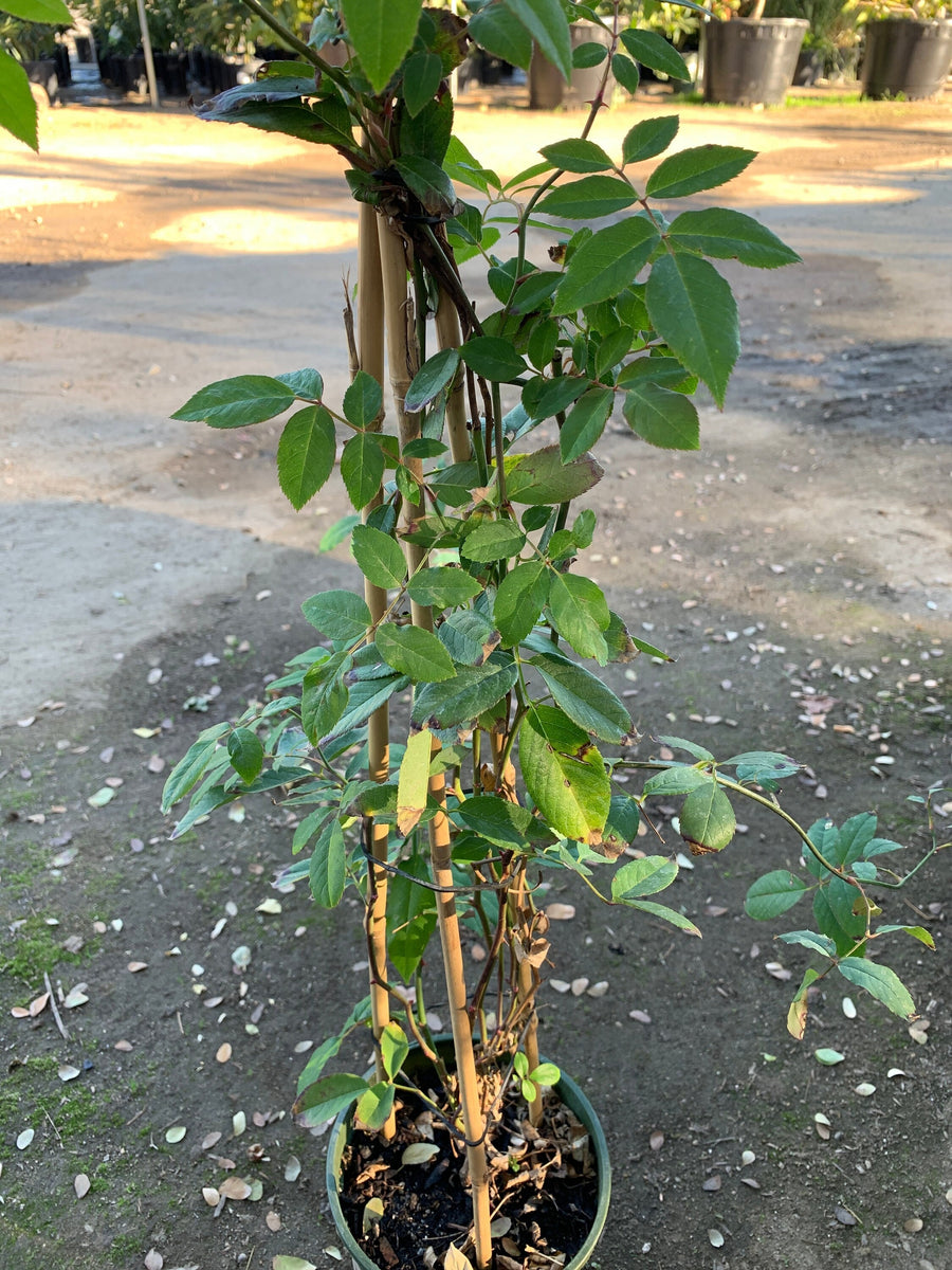 Cecile brunner climbing rose- 1 plant ship in 6" pot – Mimosa Nursery