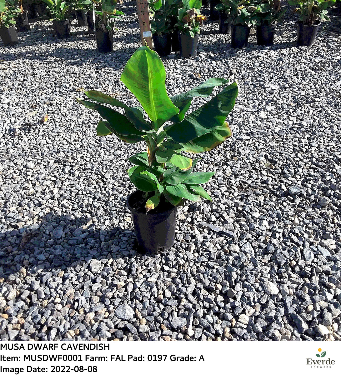Cavendish banana (Musa acuminata ‘Dwarf Cavendish’) - 1 Plants - 1 Fee ...