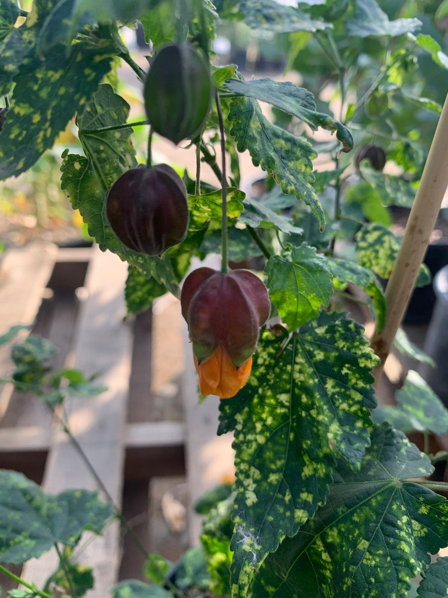 Abutilon ‘paisley’ ship in 6" pot – Mimosa Nursery