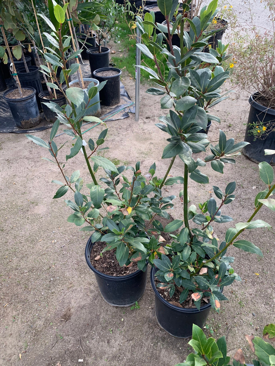 ALLSPICE - 2 to 3 feet tall ship in 3 gallon pot – Mimosa Nursery