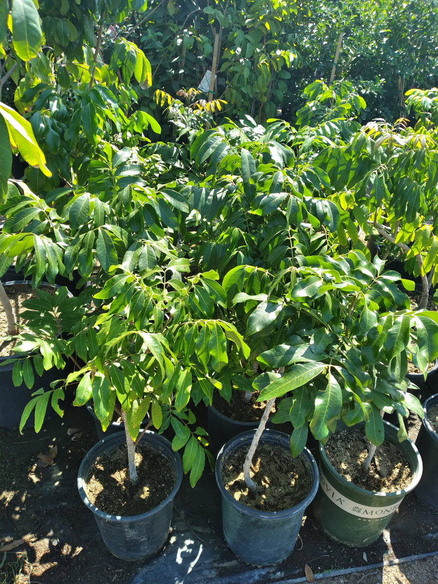 Longan Air Layered Tree - 1 Plant - 2 Feet Tall - Bigger Trunk - Ship ...