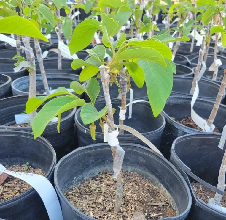 Geffner Atemoya Fruit Tree - 1 Feet Talll - Grafted Tree - Ship in 6 ...