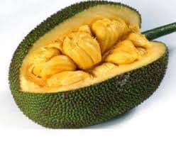 Cheena Jackfruit Tree Grafted - 2 to 3 Feet Tall - Ship in 3 Gal Pot ...