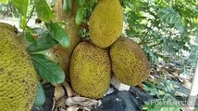 Cheena Jackfruit Tree Grafted - 2 to 3 Feet Tall - Ship in 3 Gal Pot ...