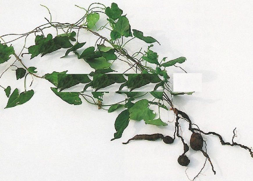 Fo Ti (Polygonum multiflorum) Hà thủ ô Starter Plant Ship in 3" Tall P ...